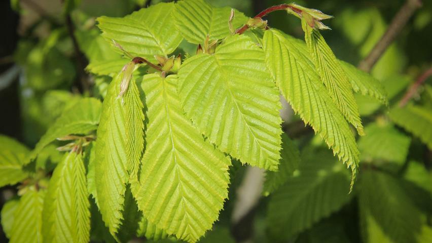 Carpinus betulus ‘Lucas’ – Maestro Verde. Nursery of ornamental plants.